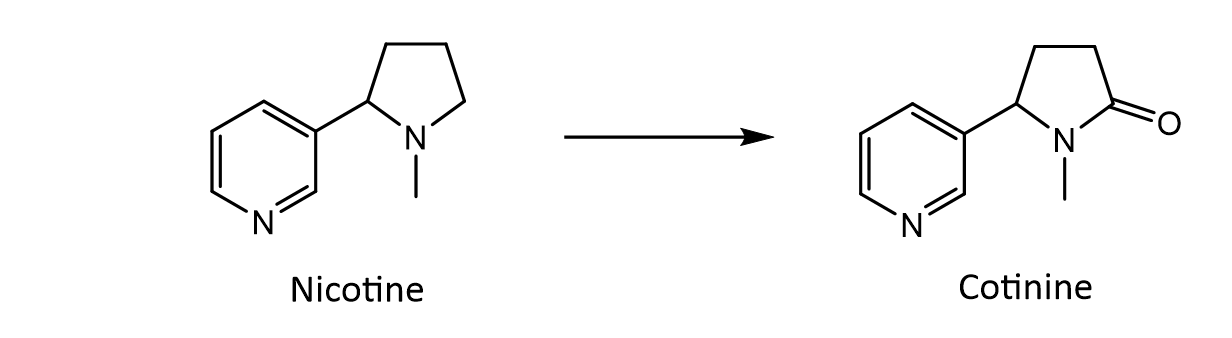 Solved Draw a metabolic pathway for the formation of | Chegg.com
