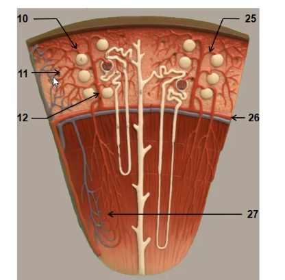 Solved Somso Kidney Model Arcuate artery Interlobar artery | Chegg.com