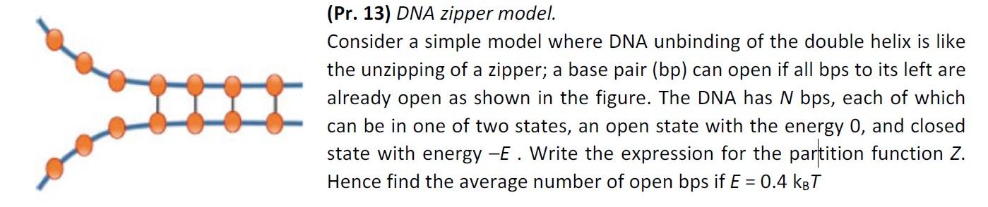 Solved DNA zipper model. Consider a simple model where DNA | Chegg.com