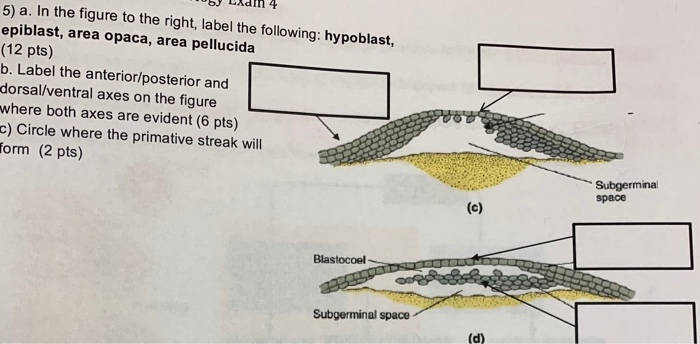 Solved 5) a. In the figure to the right, label the | Chegg.com