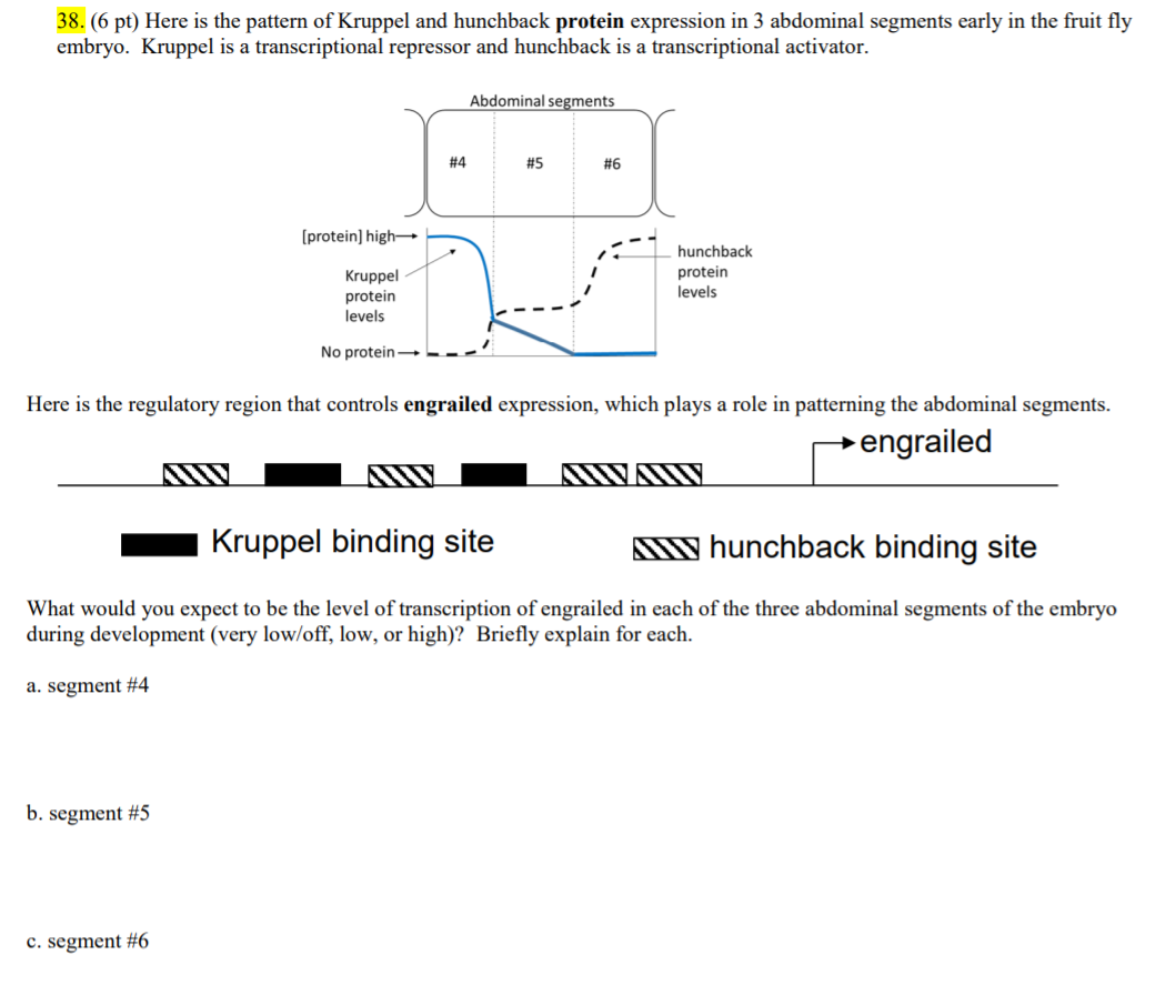 Solved 38. (6 pt) Here is the pattern of Kruppel and | Chegg.com