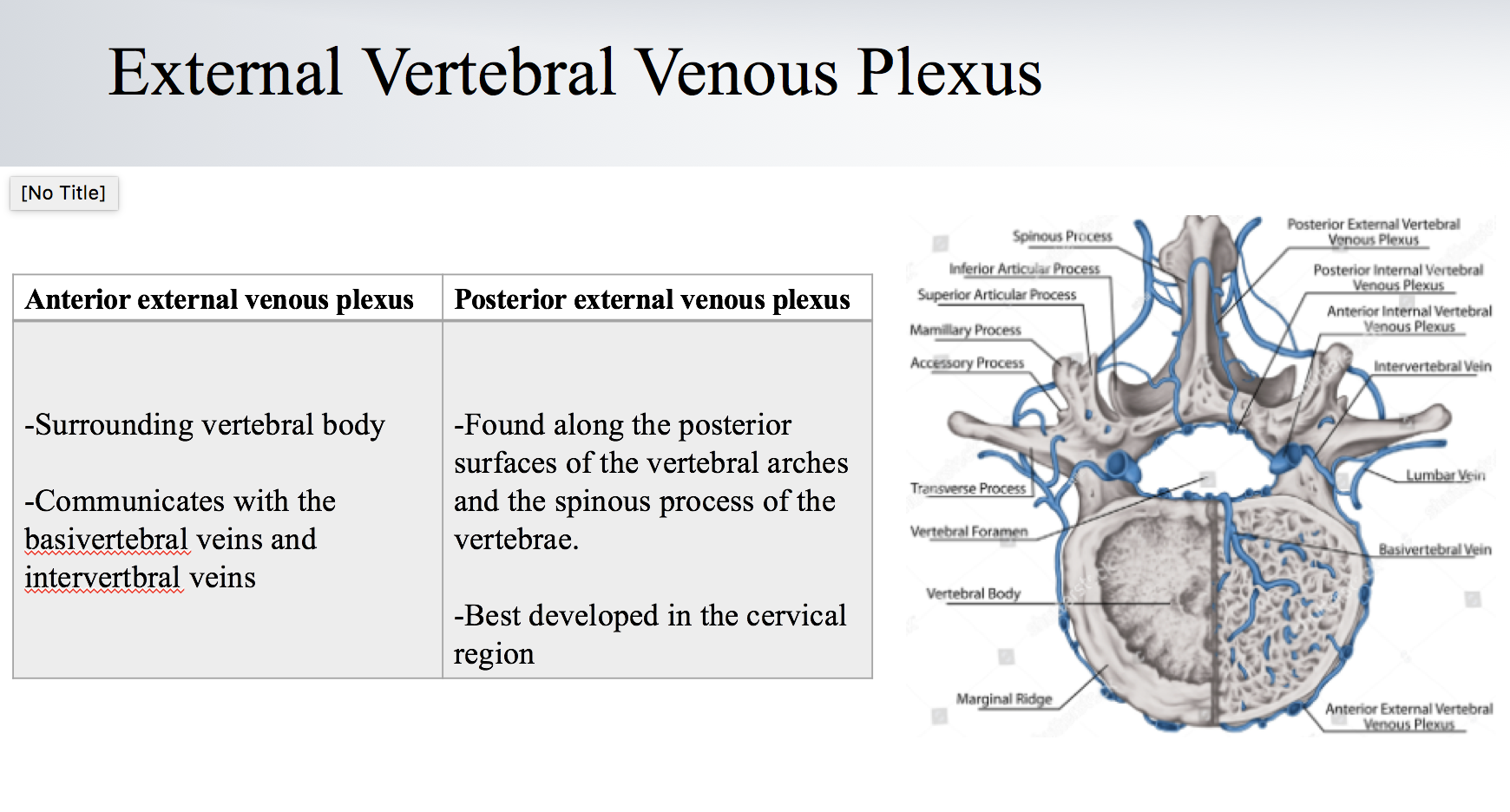 Internal Vertebral Venous Plexus