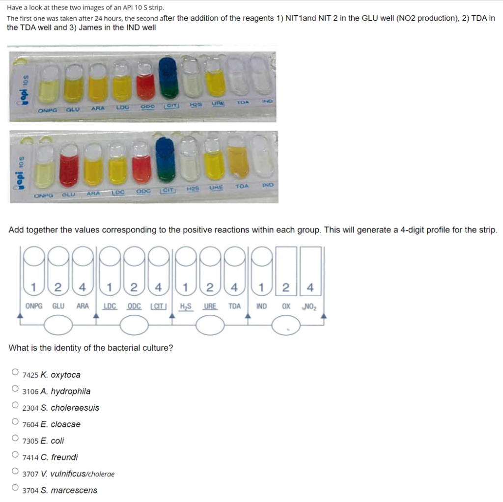 Solved Have a look at these two images of an API 10 S strip. | Chegg.com