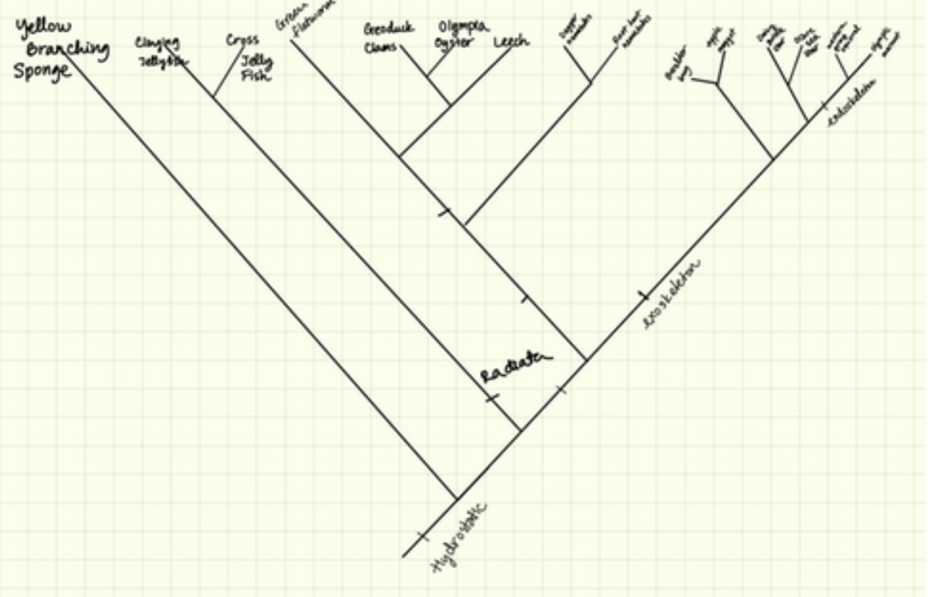 Solved Construct a cladogram for: Raccoon, Arctic Fox, | Chegg.com