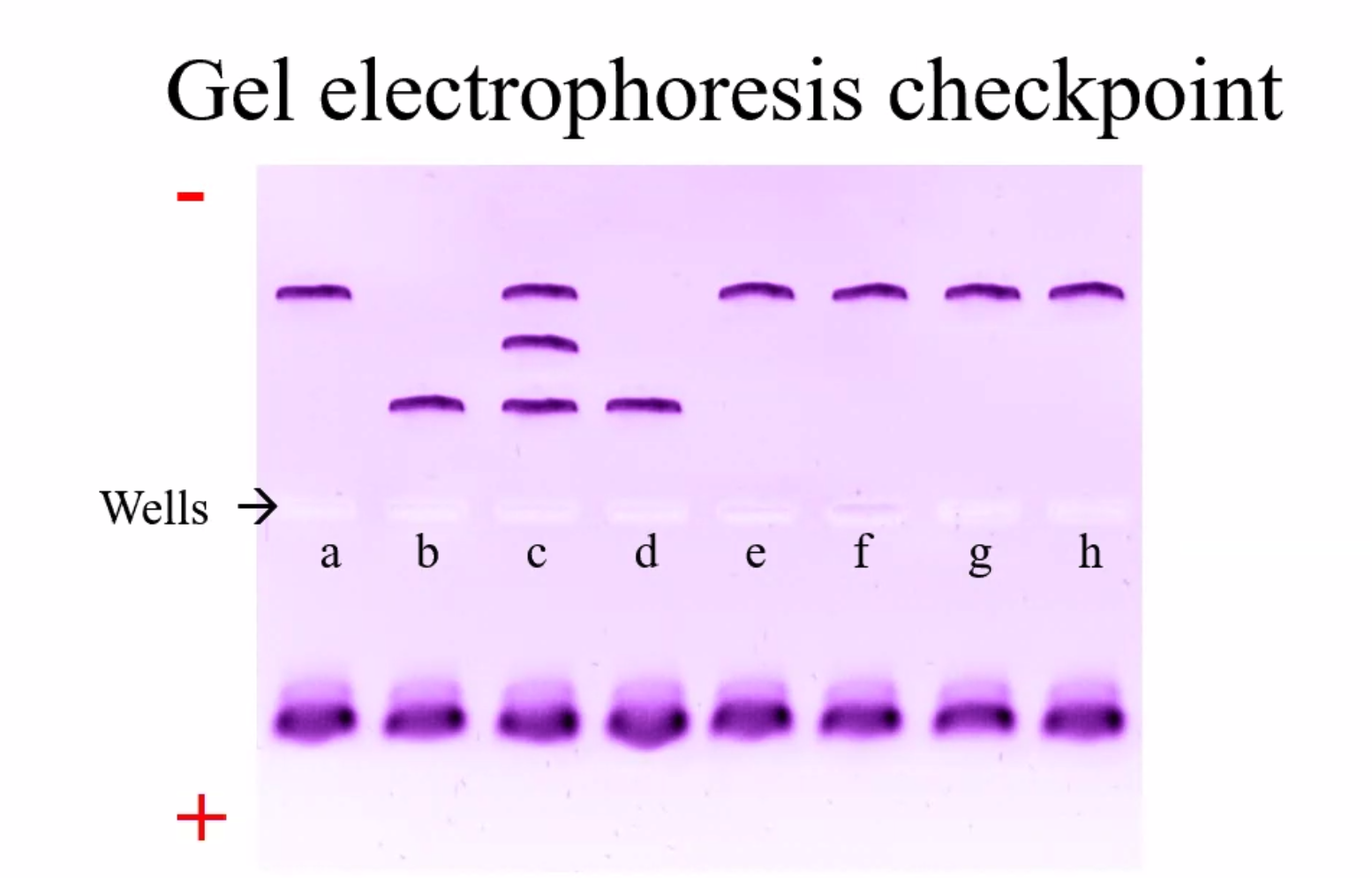 Solved The gel presented on the slide is a sample gel of the | Chegg.com