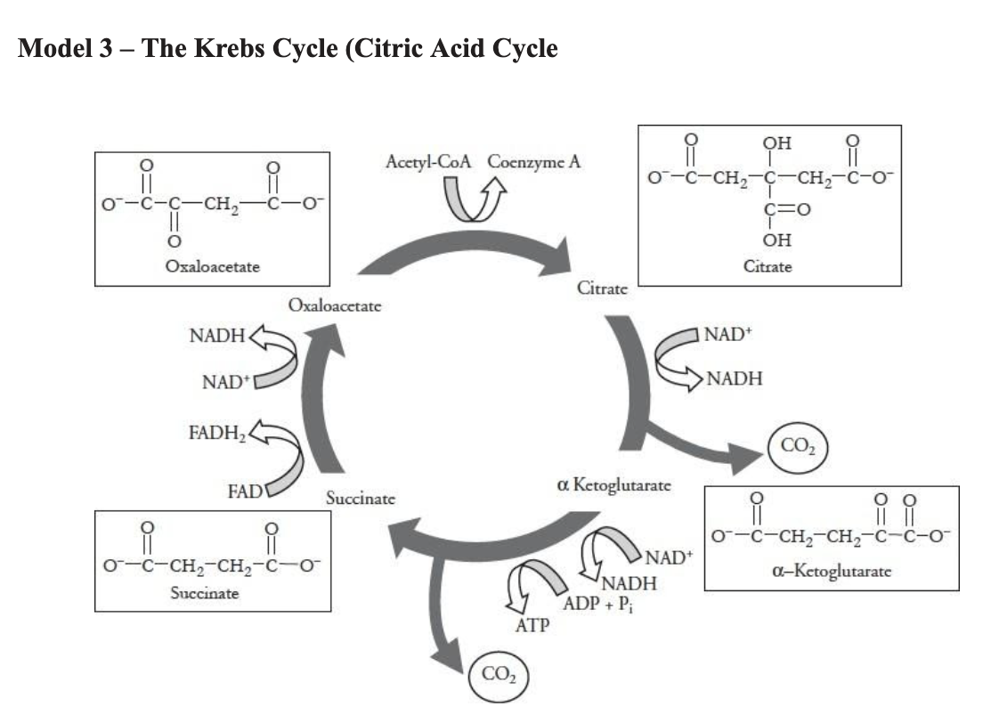 Solved Model 3 The Krebs Cycle Citric Acid Cycle Oh Chegg