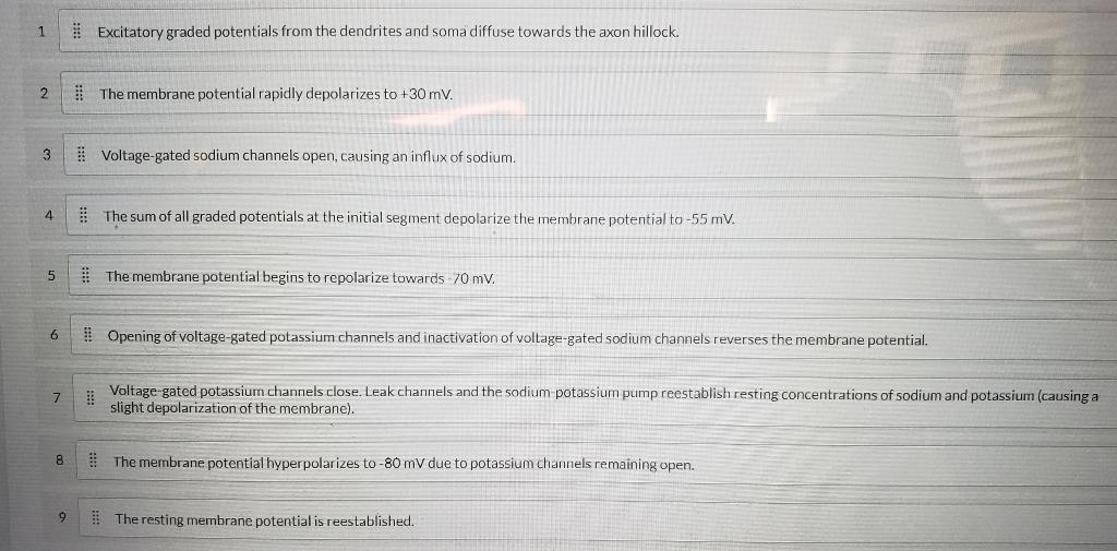 Solved Place the steps of action potential transmission in | Chegg.com