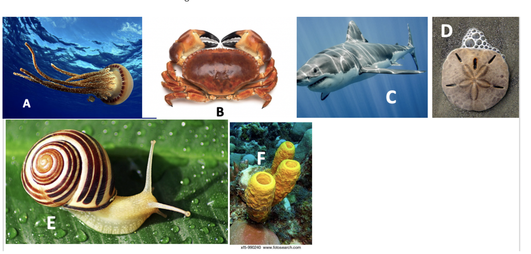 Solved Submitted Answers The most basal animal lineage; | Chegg.com