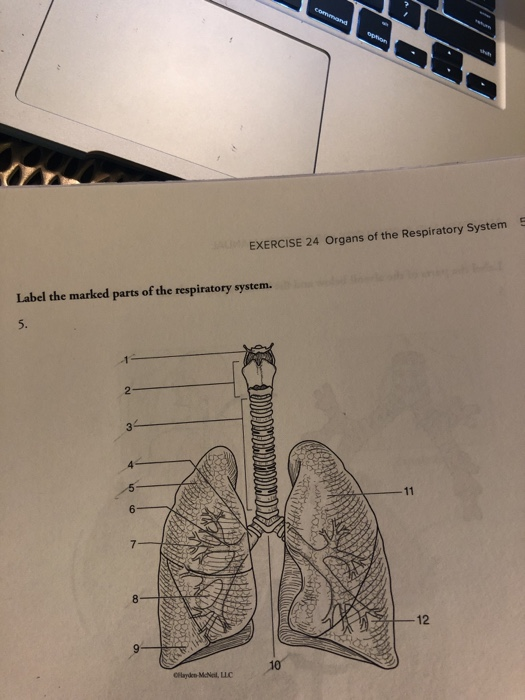 Solved 5 EXERCISE 24 Organs of the Respiratory System Label | Chegg.com
