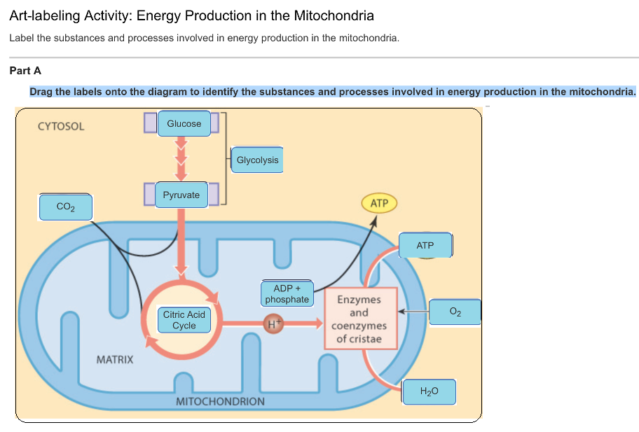 (Solved) - Energy Production in the Mitochondria Label the substances ...
