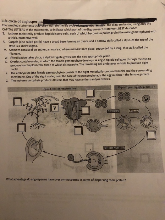 Solved Life cycle of angiosperms The jumbled statements th 。 | Chegg.com