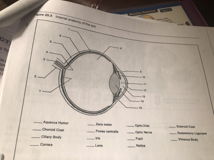 Solved 25.3 Internal anatomy of the eye. ts 2 10 13 14 | Chegg.com