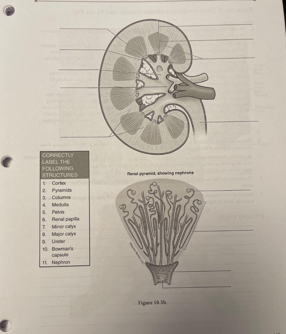 Solved Renal pyramid, showing nephrons CORRECTLY LABEL THE | Chegg.com Solved Renal pyramid, showing nephrons CORRECTLY LABEL THE | Chegg.com