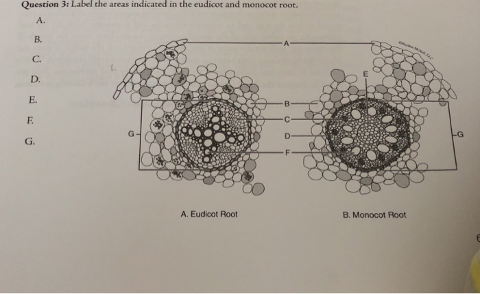 Solved Question 3: Label the areas indicated in the eudicot | Chegg.com