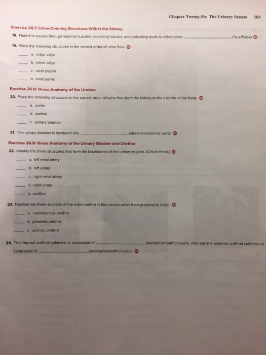 Solved Chapter Twenty-Six The Urinary System 583 Exercise | Chegg.com