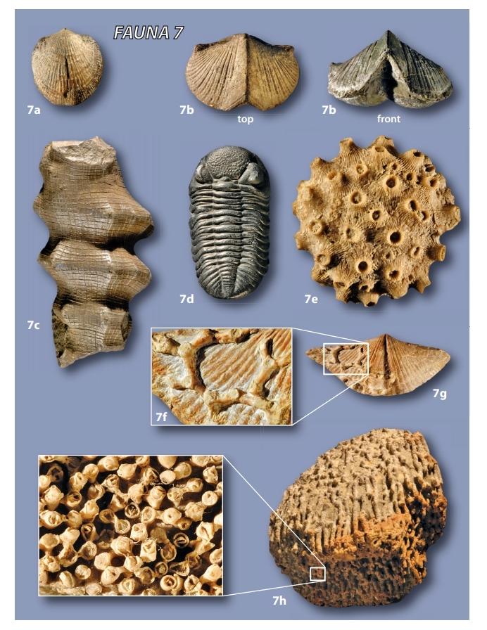Solved Question 1 1.5 pts For Fauna 2, what is the most | Chegg.com