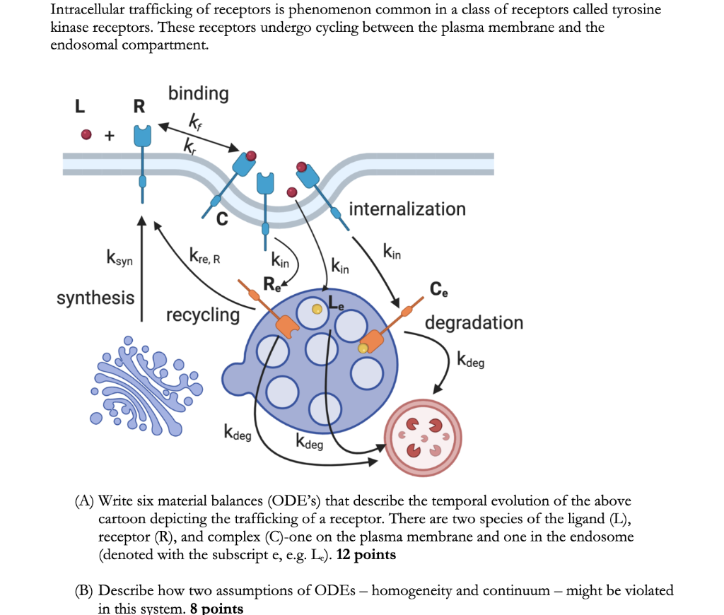 Solved Intracellular trafficking of receptors is phenomenon | Chegg.com