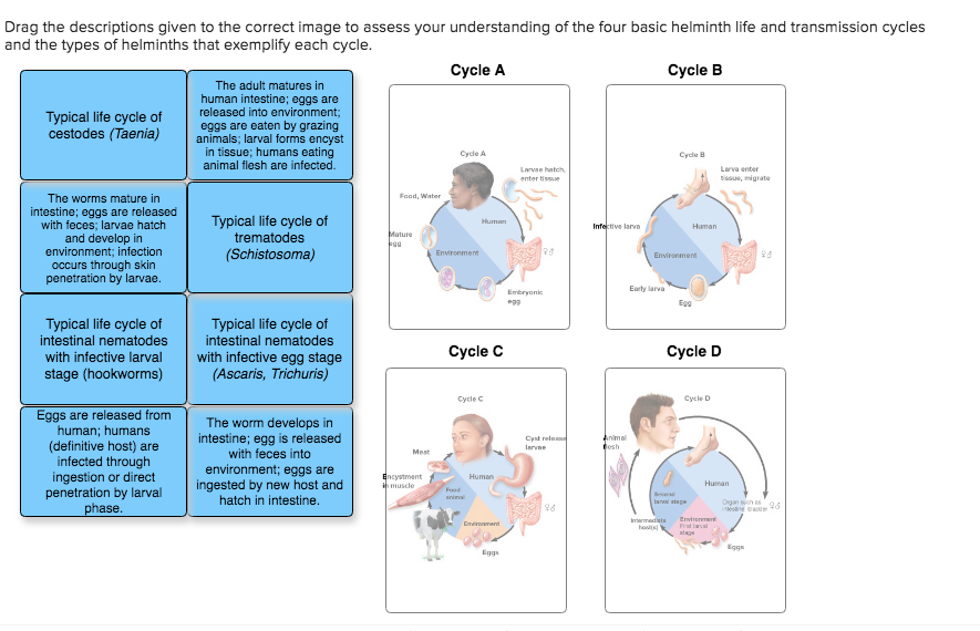 Solved Drag the descriptions given to the correct image to | Chegg.com