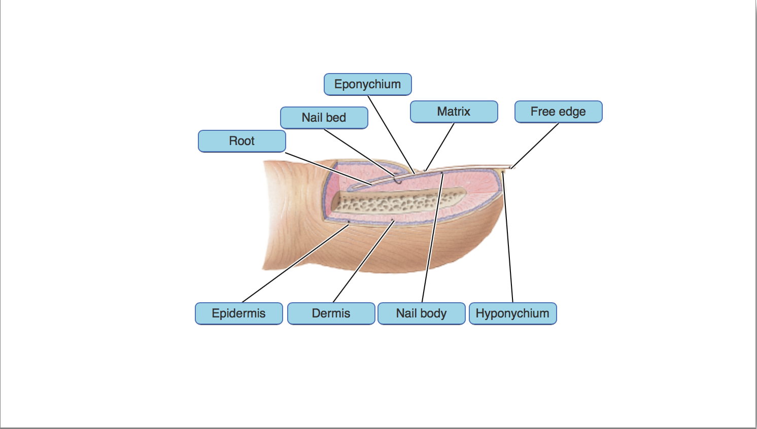 Solved Eponychium Matrix Free edge Nail bed Root Epidermis | Chegg.com