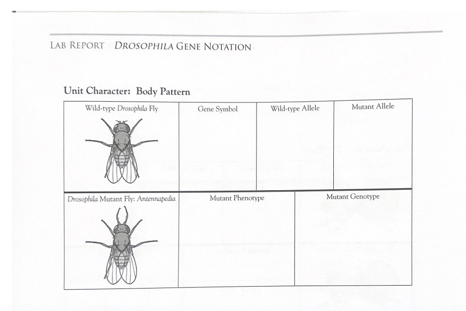 [Solved]: LAB REPORT DROSOPHILA GENE NOTATION Unit Characte