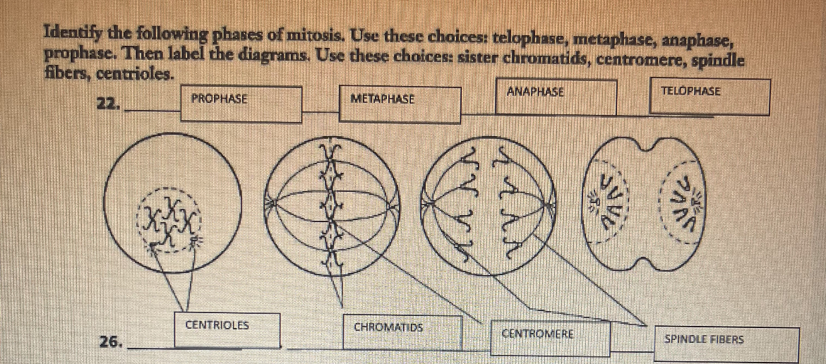 Solved Identify the following phases of mitosis. Use these | Chegg.com