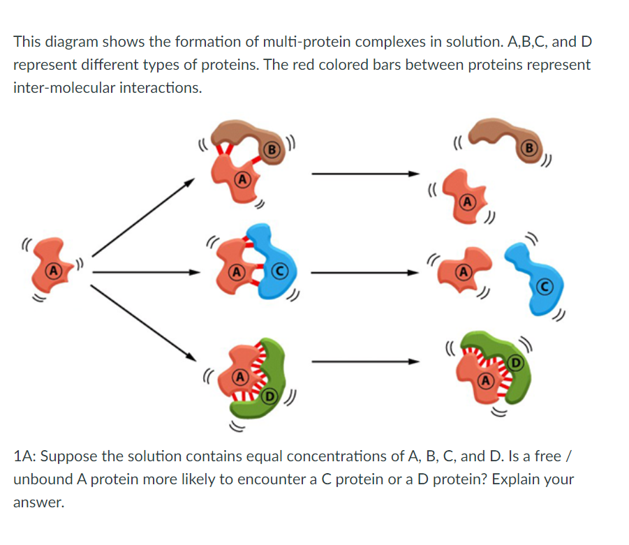 Solved This diagram shows the formation of multi-protein | Chegg.com