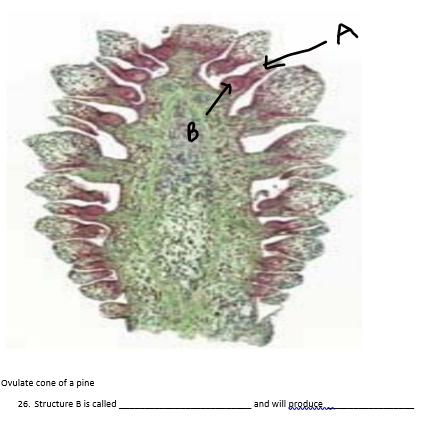 Solved A B Ovulate cone of a pine 26. Structure B is called | Chegg.com
