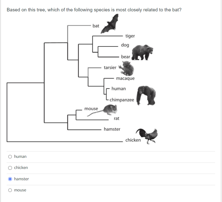 Solved Based on this tree, which of the following species is | Chegg.com