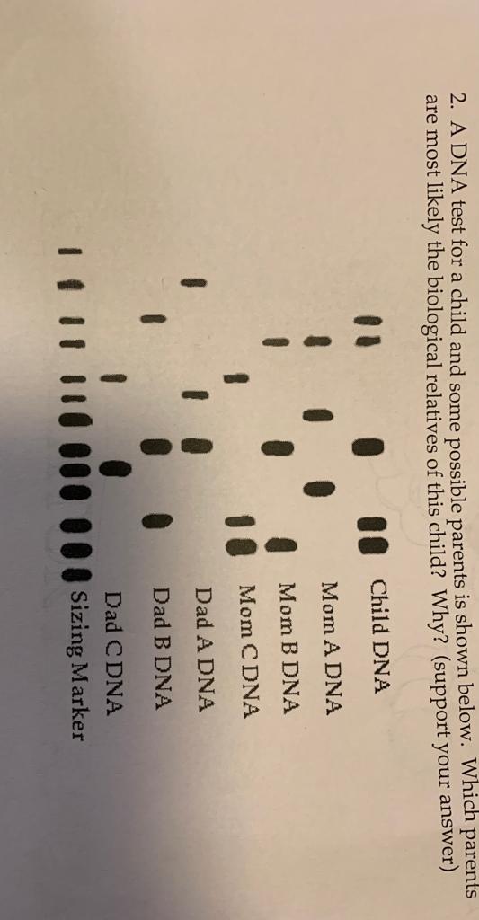 Solved 2. A DNA test for a child and some possible parents | Chegg.com
