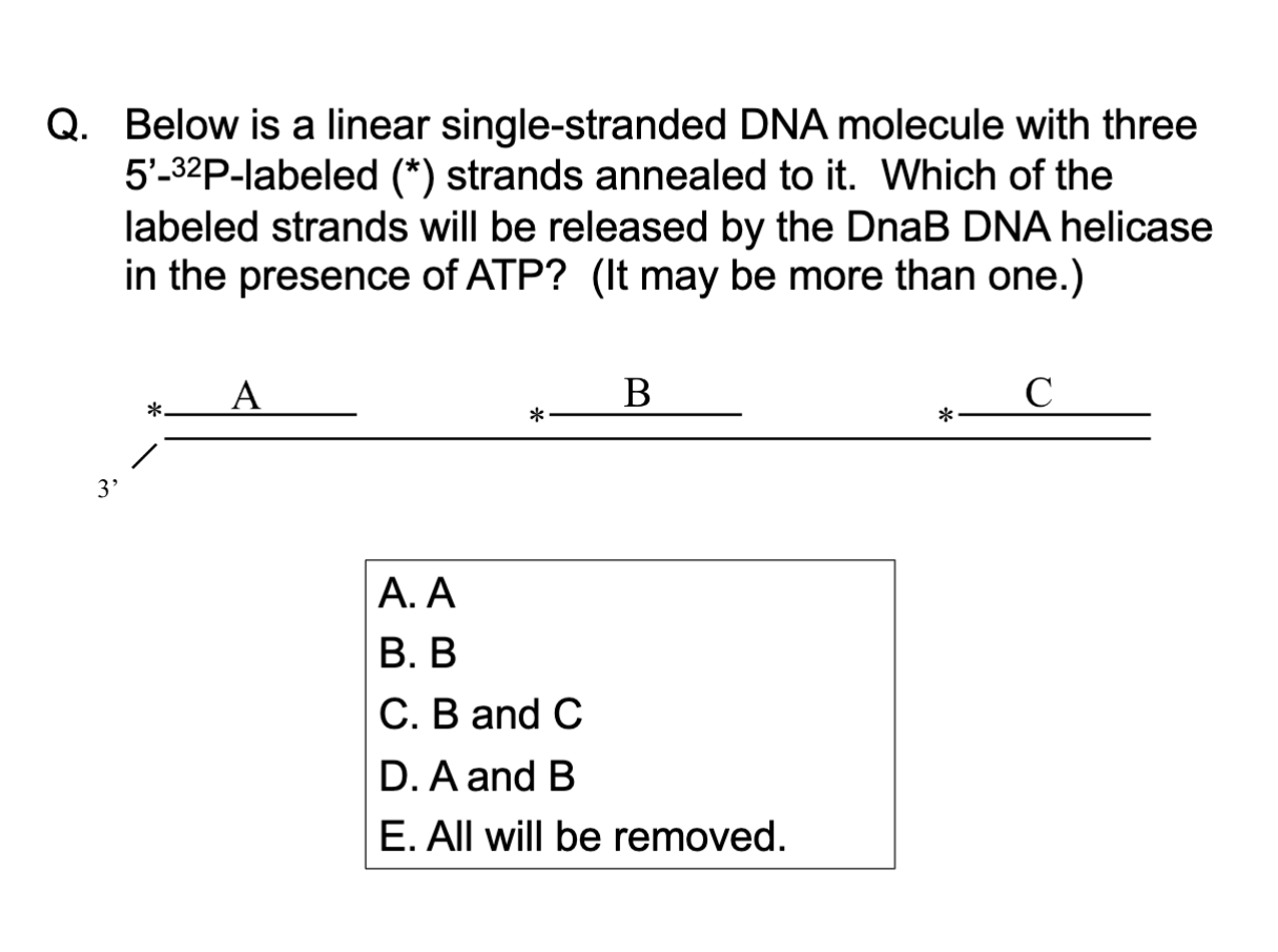 Solved Q. ﻿Below is a linear single-stranded DNA mole cule | Chegg.com