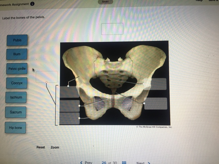 Solved mework Assignment Label the bones of the pelvis. | Chegg.com