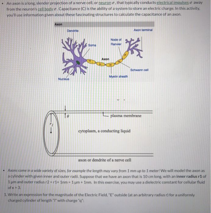 Solved An axon is a long, slender projection of a nerve | Chegg.com