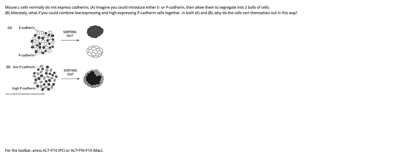 Solved Mouse L-cells normally do not express cadherins. (A) | Chegg.com