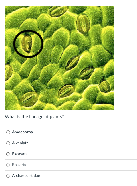 Solved What is the lineage of plants? Amoebozoa Alveolata | Chegg.com