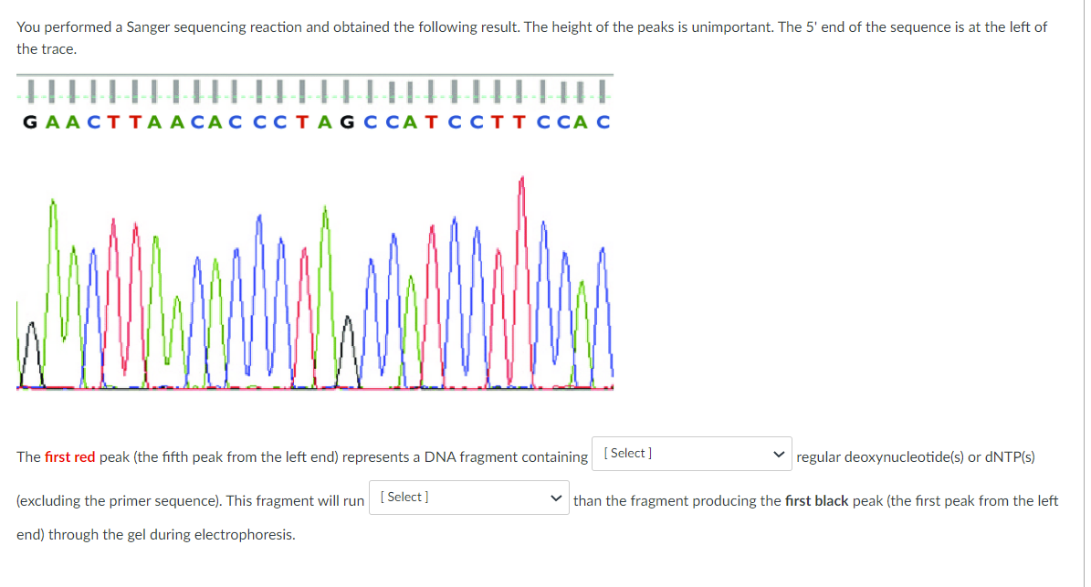 Solved You performed a Sanger sequencing reaction and | Chegg.com
