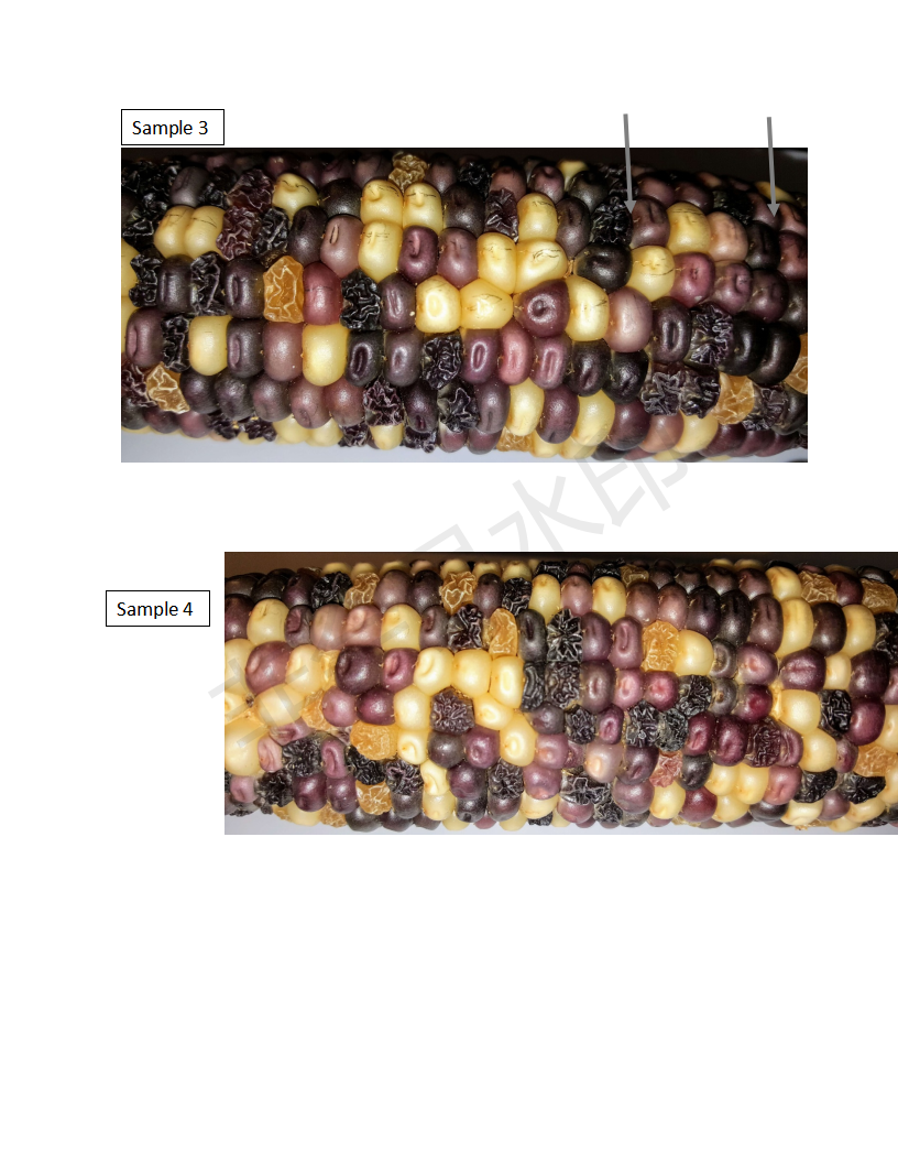 Genetics of Corn Corn is one of the world's most | Chegg.com