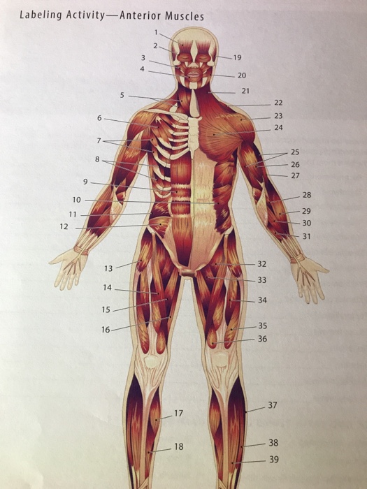 solved-labeling-activity-anterior-muscles-19-20-21-23-24-chegg