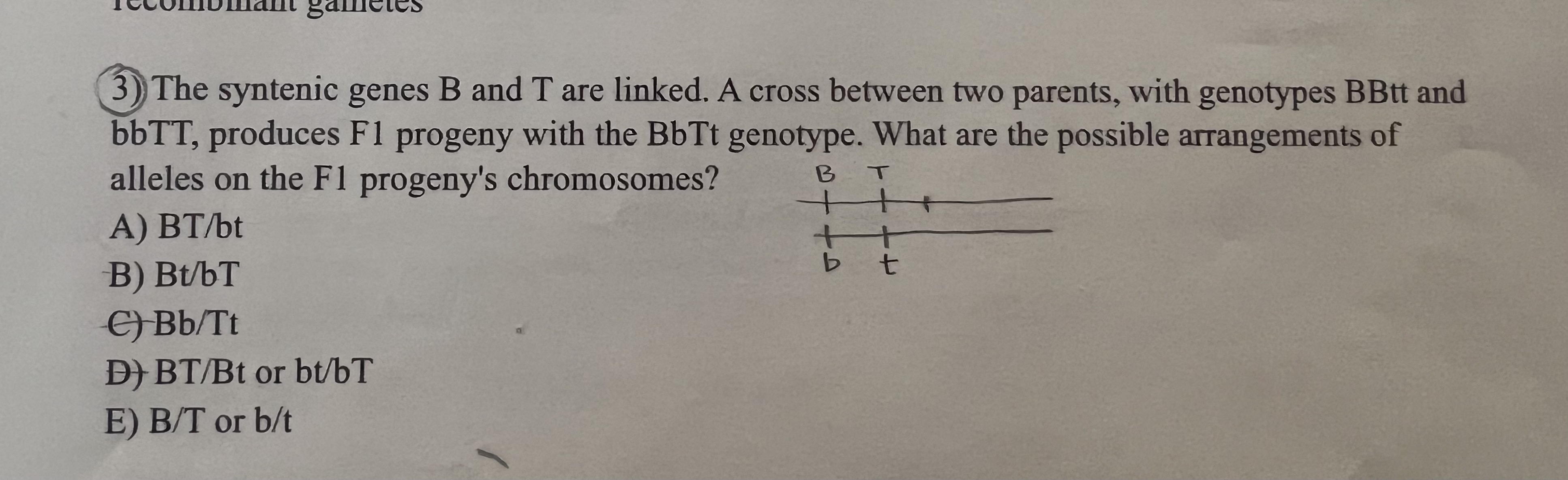 Solved Is it BT/bt or Bb/Tt and why? Please explain, very | Chegg.com