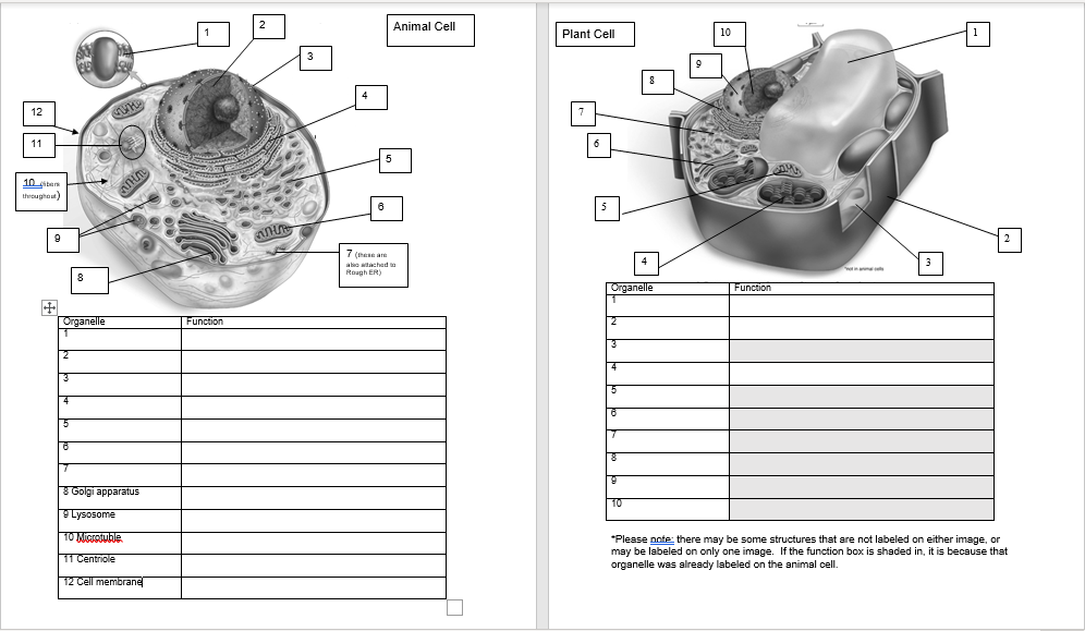 Animal Cell Not Labeled