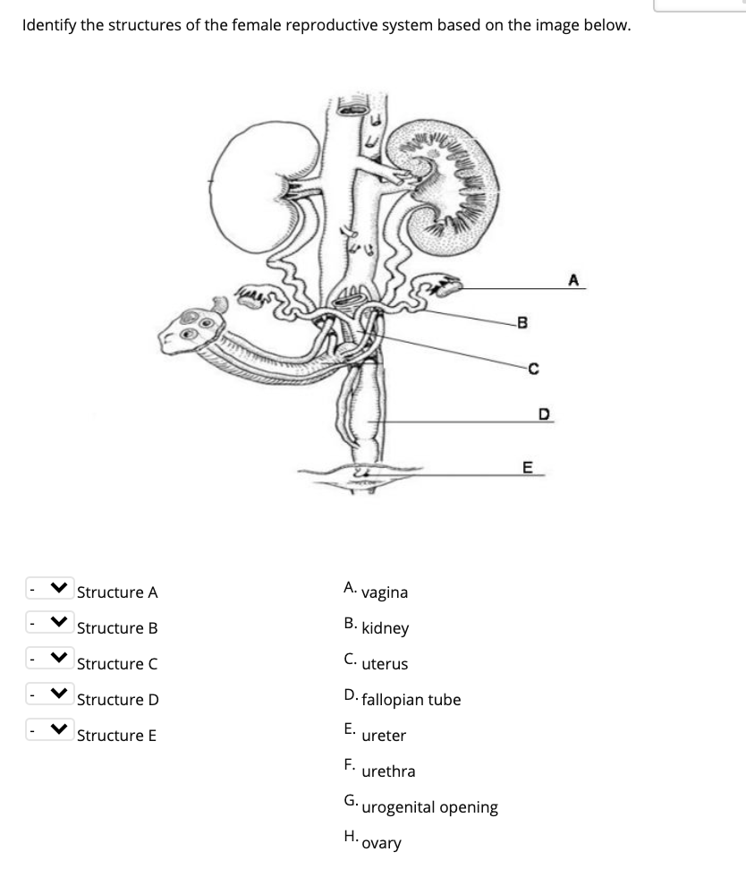 Solved Identify the structures of the female reproductive | Chegg.com