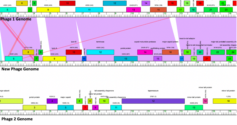 A new phage genome has been sequenced and uploaded | Chegg.com