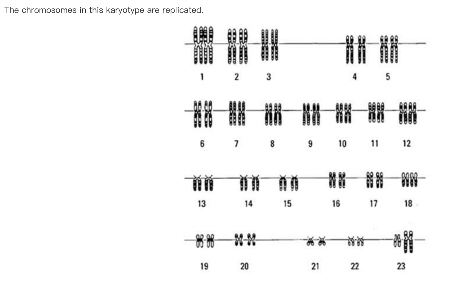 Solved The chromosomes in this karyotype are replicated. | Chegg.com