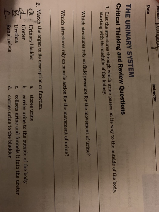 Solved Instructor Date THE URINARY SYSTEM Critical Thinking | Chegg.com