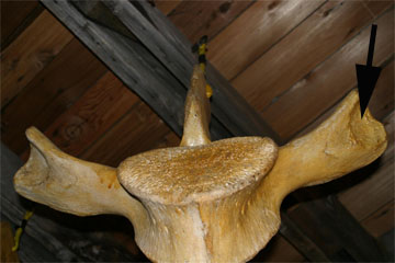 Solved The transverse process of this whale bone has a | Chegg.com
