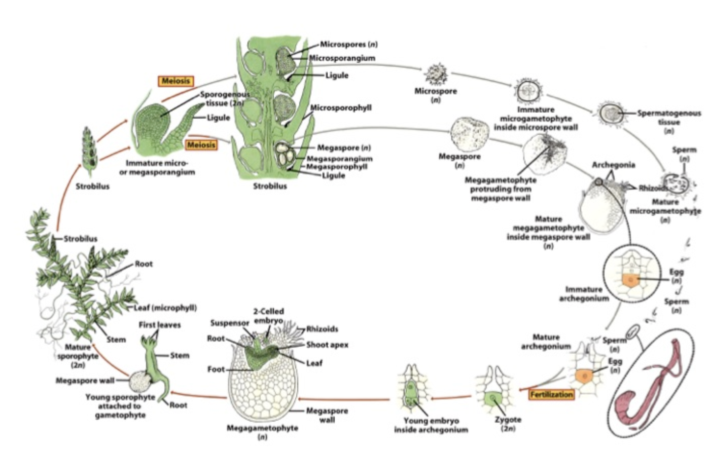Solved Using the life cycle of Selaginella spp. attached to | Chegg.com