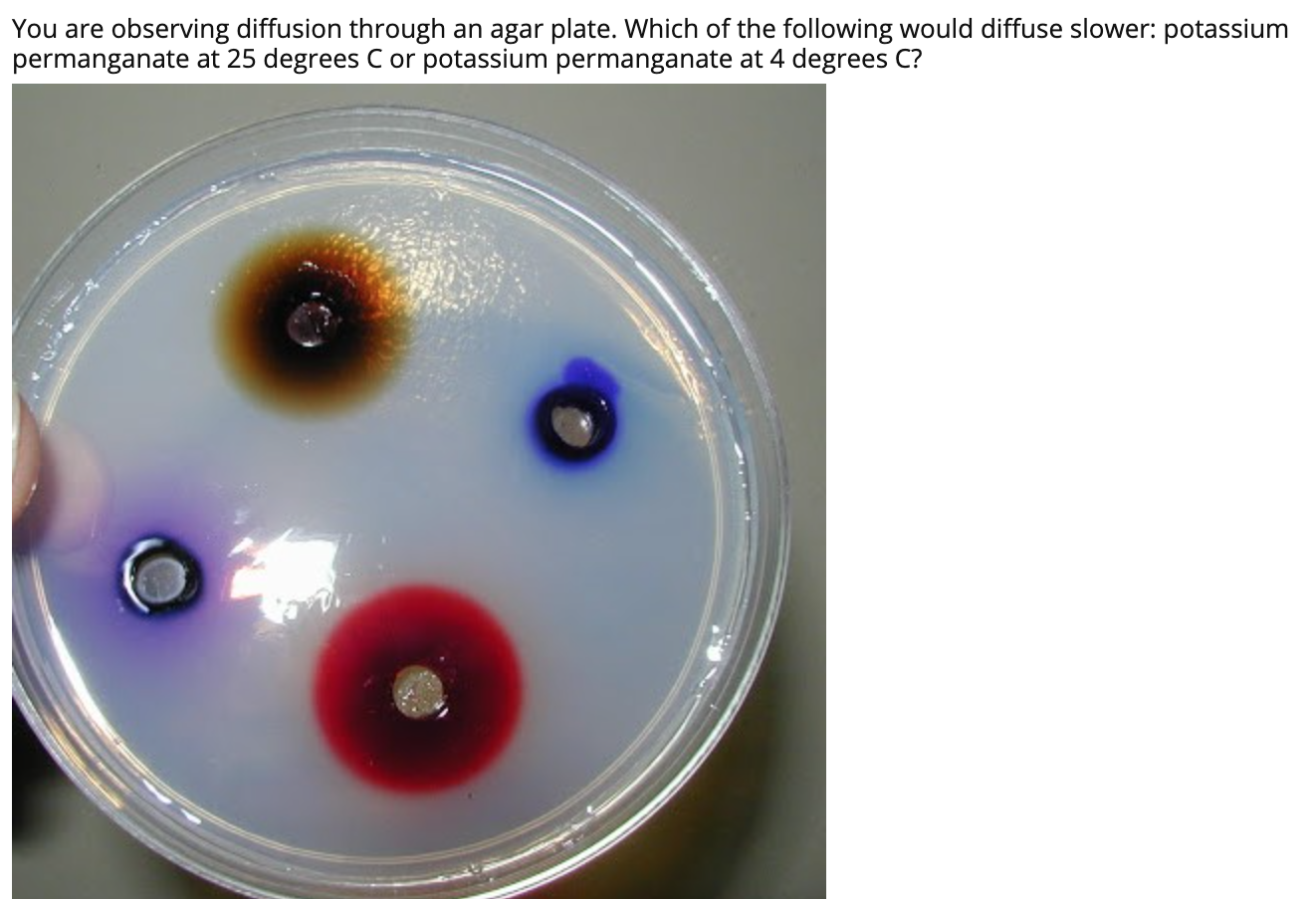Solved You are observing diffusion through an agar plate. | Chegg.com