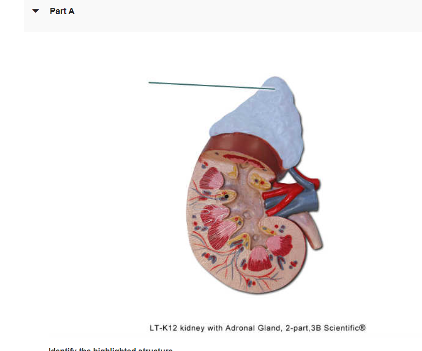 Solved LT-K12 kidney with Adronal Gland, 2-part,3B | Chegg.com