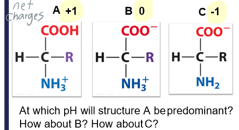 Solved How do you determine the net charge of the amino | Chegg.com