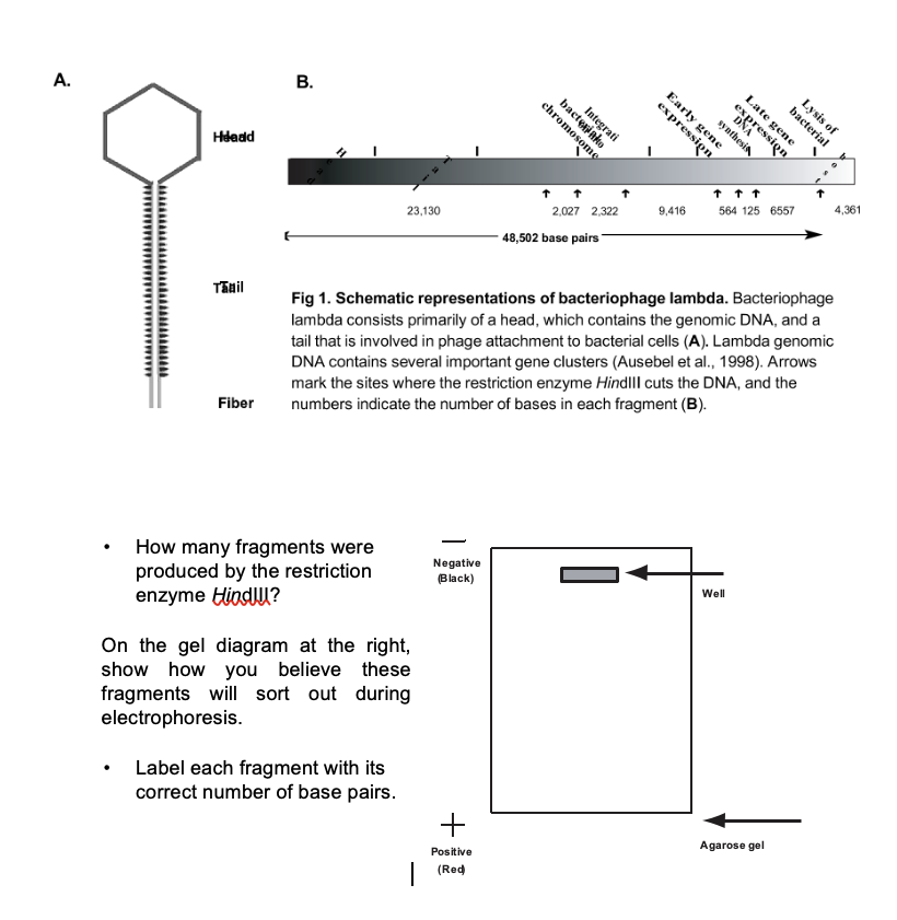Solved A.Fig 1. ﻿Schematic representations of bacteriophage | Chegg.com