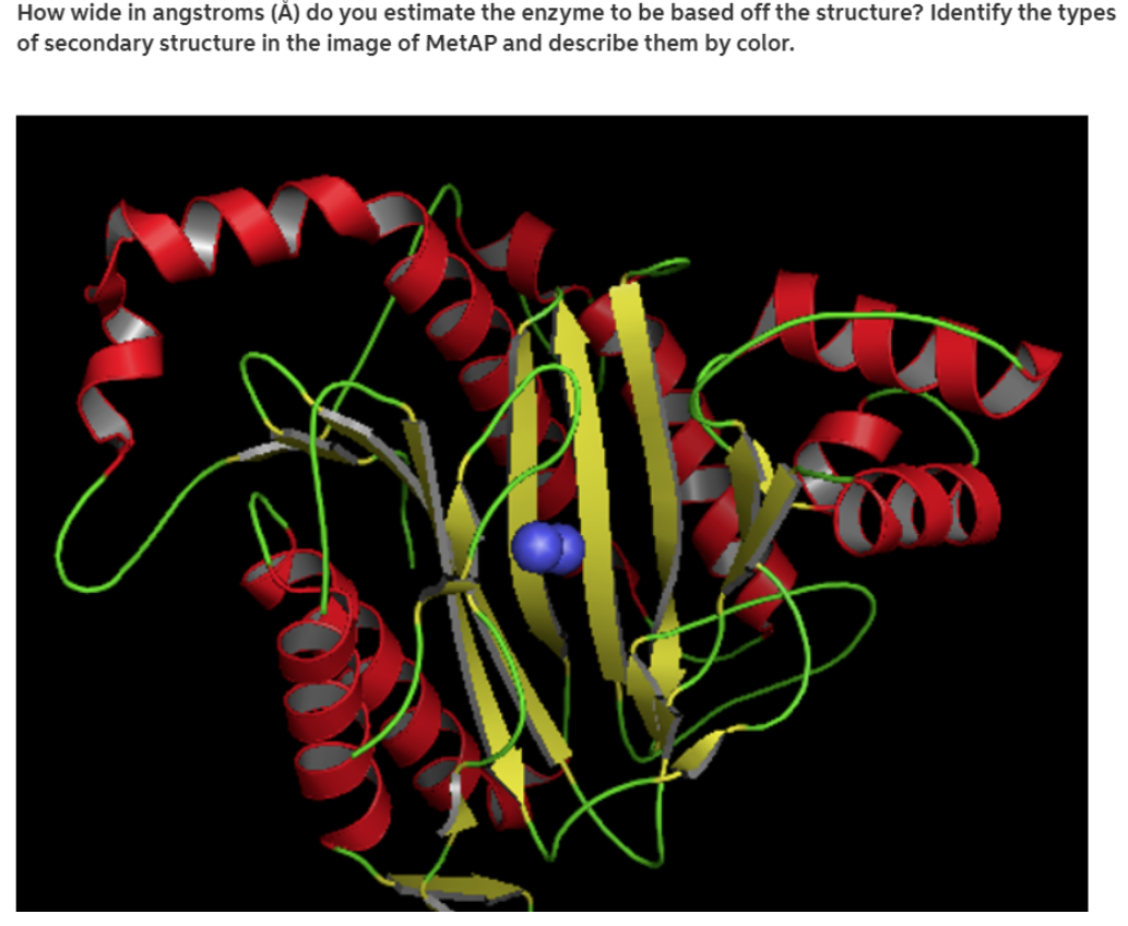 Solved How wide in angstroms (Ă) do you estimate the enzyme | Chegg.com